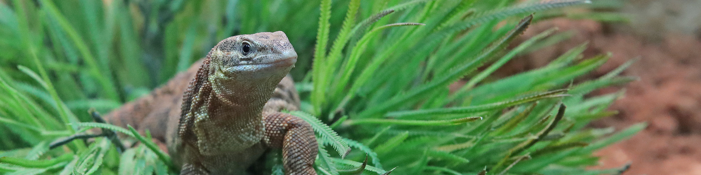 Cameron Park Zoo | Waco, Texas
